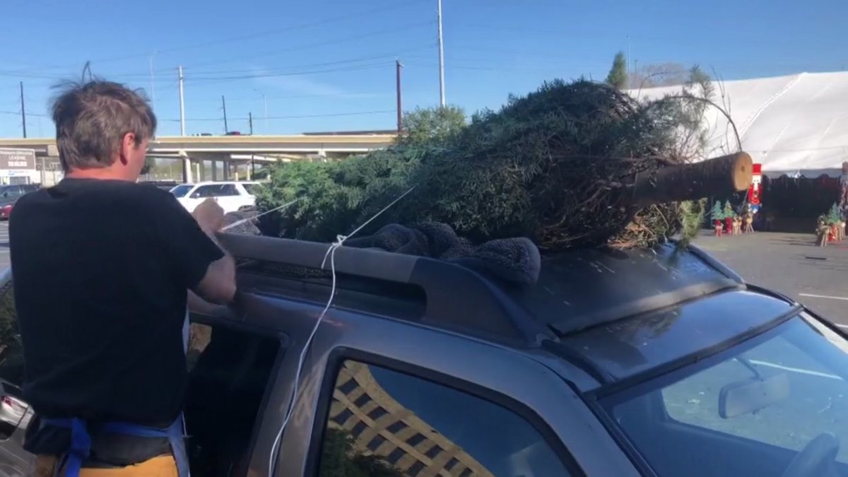 Christmas Trees on Cars Can Be Dangerous – NBC 5 Dallas-Fort Worth