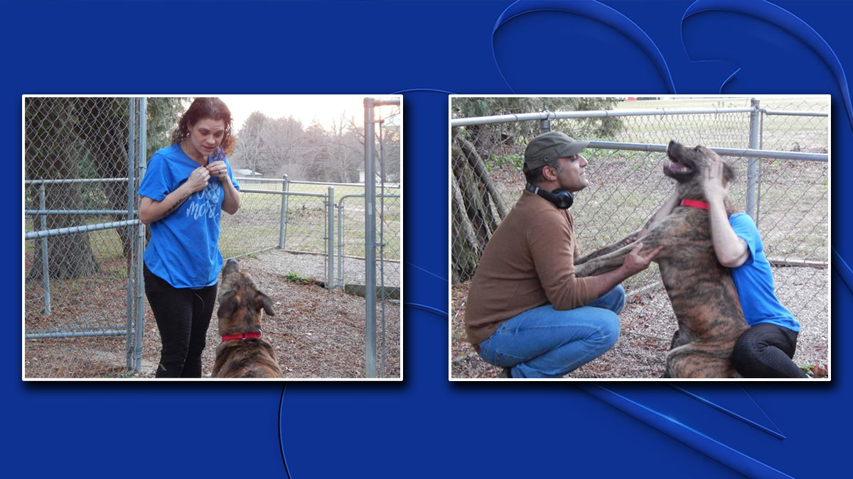 Texas Dog Missing in Michigan for Months Found, Returned to Family ...