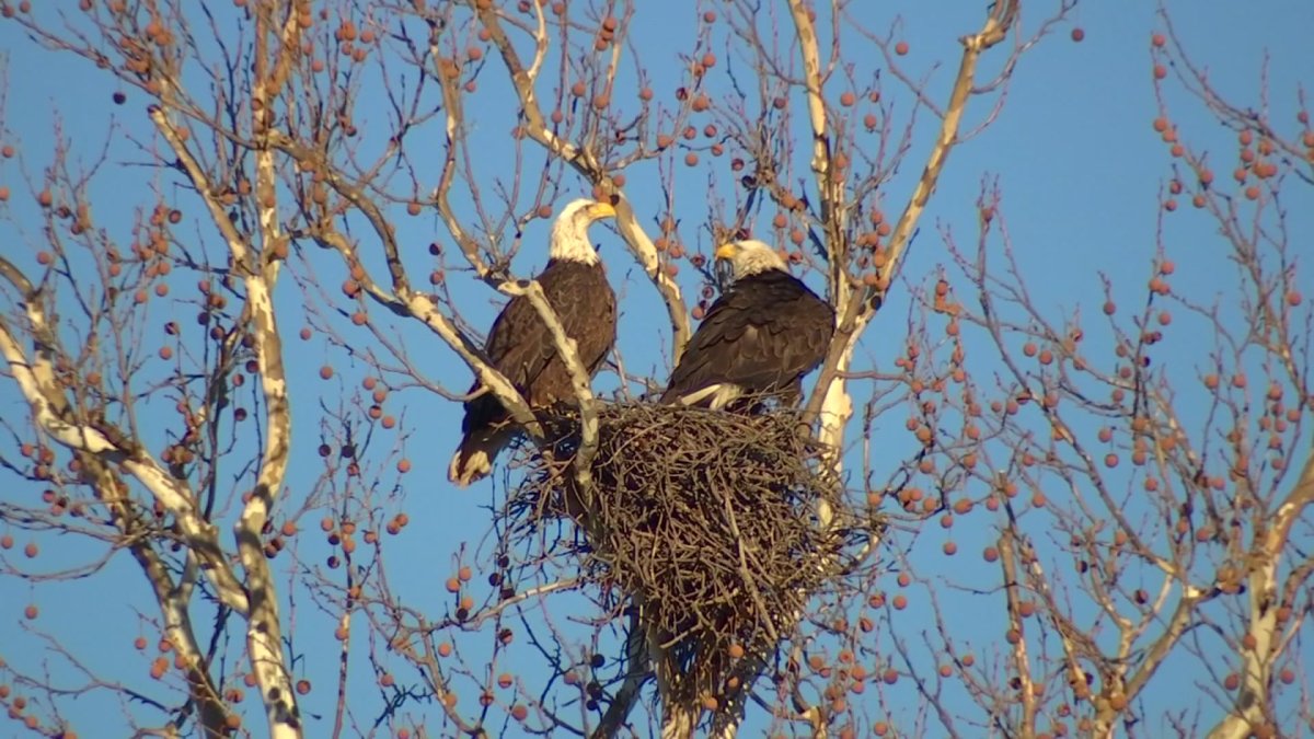 Video: Bald Eagles ‘Nick and Nora’ Nest at White Rock Lake – NBC 5 ...