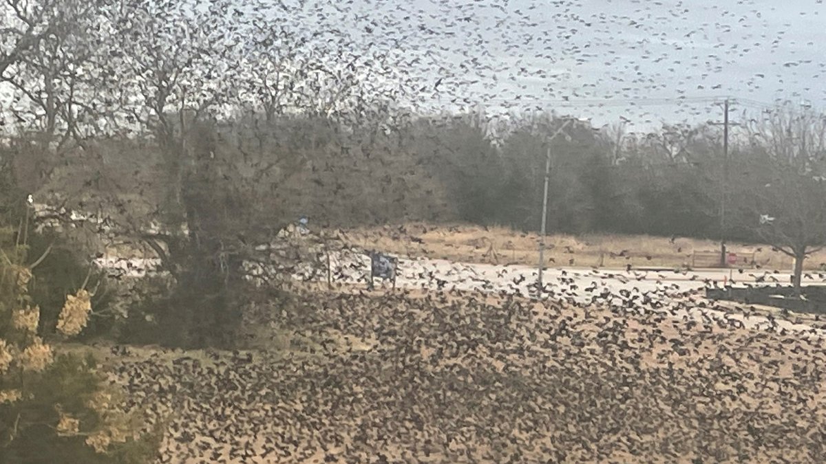 Thousands of Birds Fill Field Near Texas Apartment Complex – NBC 5 ...