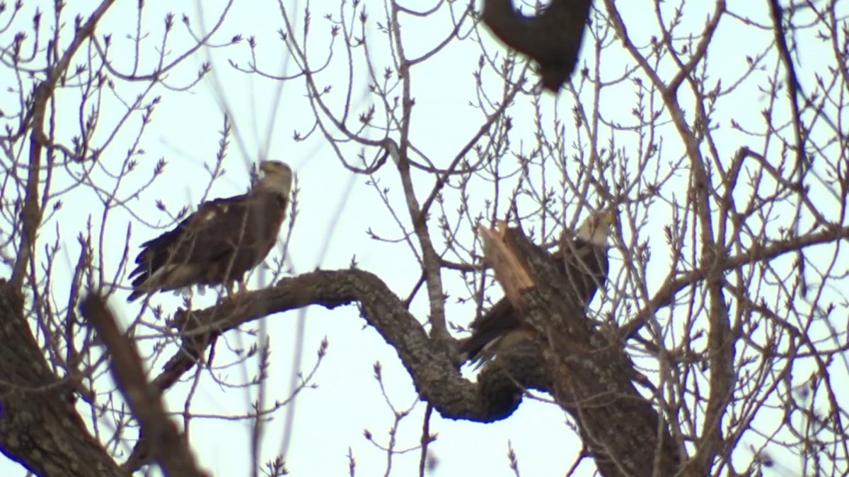Bald Eagles’ Nest Falls From Tree, High Winds to Blame – NBC 5 Dallas ...
