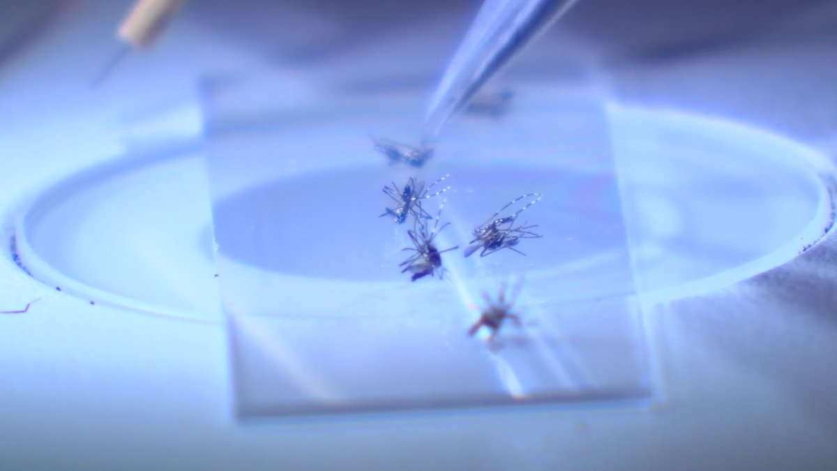 What Happened to Babies Born With Zika Syndrome? – NBC 5 Dallas-Fort Worth