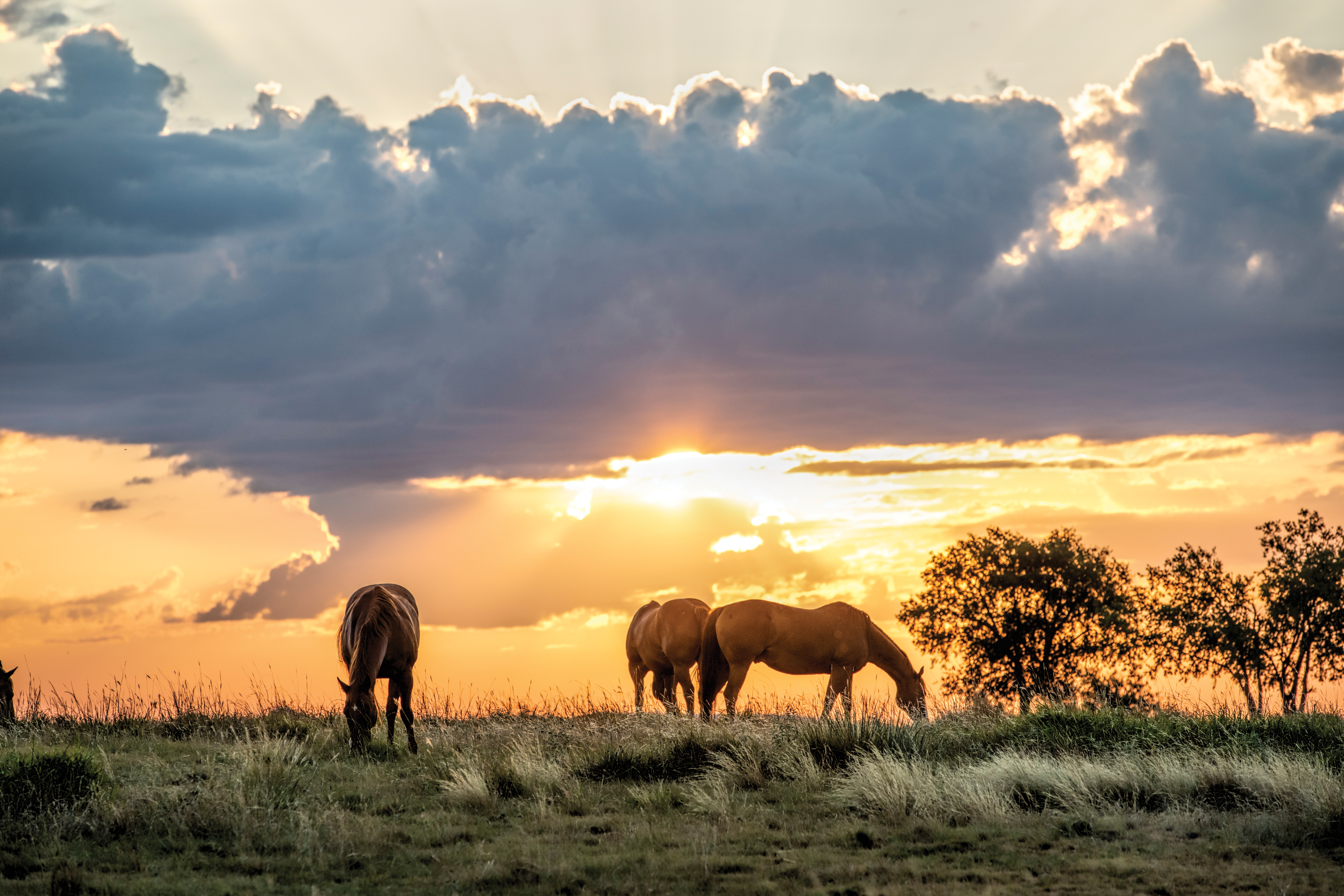 Photos: Historic West Texas 6666 Ranch Has a New Owner – NBC 5 Dallas ...