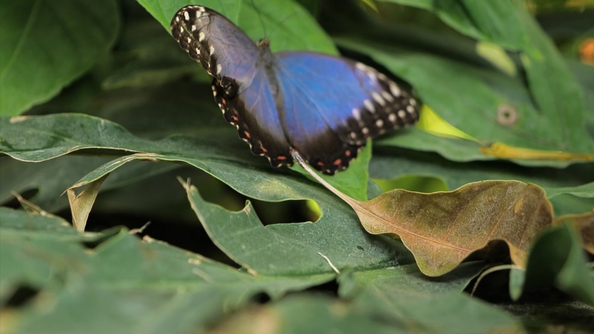 Discover a Butterfly Conservatory in North Texas – NBC 5 Dallas-Fort Worth