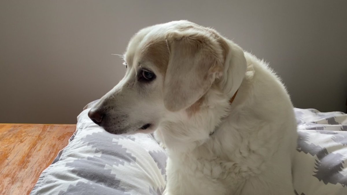 Best Ways to Make Your Pet Comfortable and Happy – NBC 5 Dallas-Fort Worth