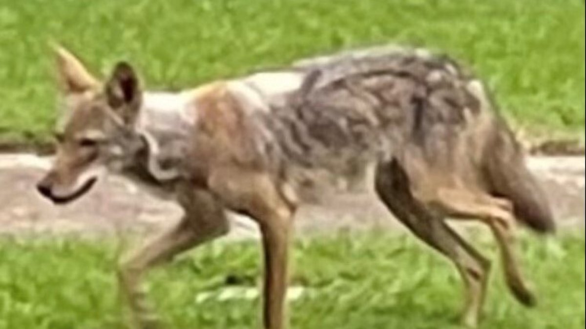 Dallas Coyote Hotline Active With Tips – NBC 5 Dallas-Fort Worth