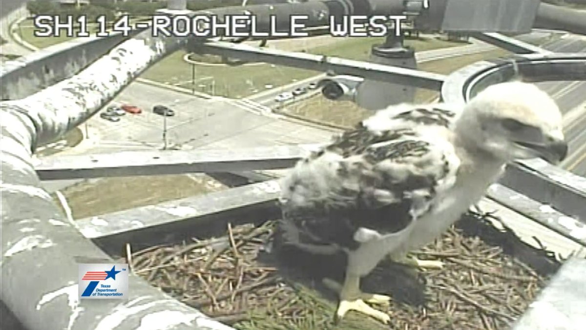 Fluffy Baby Hawk Getting Much Bigger in Nest High Above Irving Highway ...