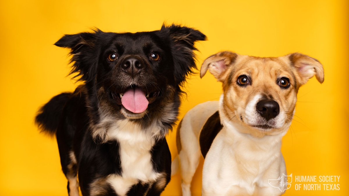 PHOTOS: Humane Society of North Texas Pets Available for Adoption – NBC ...