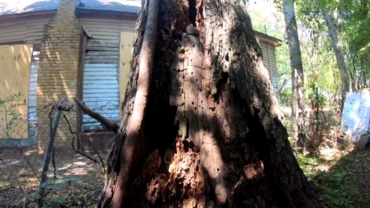 Some Dallas Residents to Find Relief From Dangerous Tree – NBC 5 Dallas ...