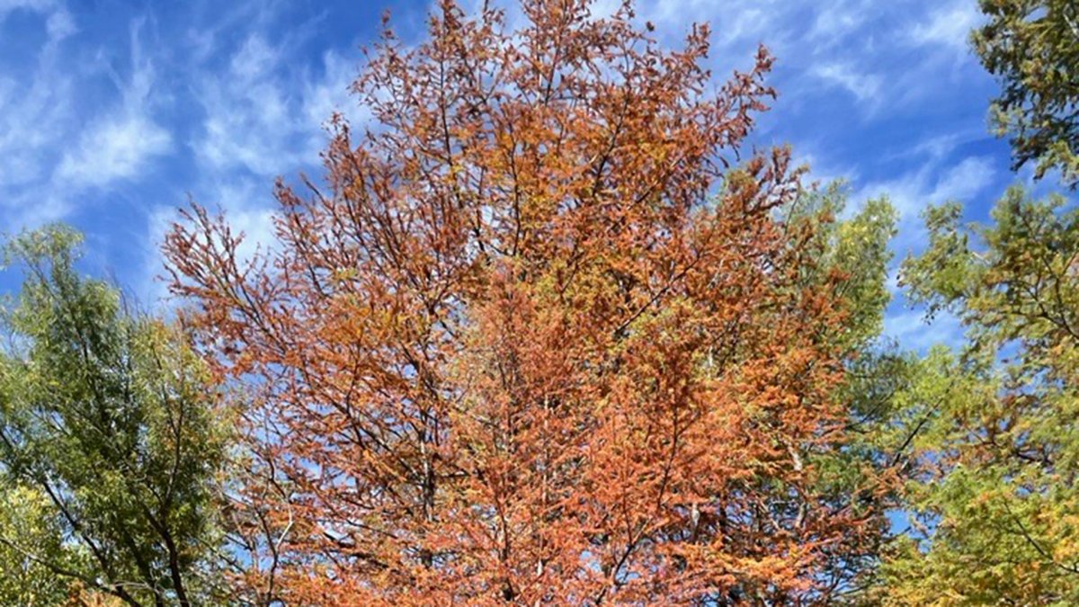 How to Keep Trees Alive During the Severe Texas Drought – NBC 5 Dallas ...