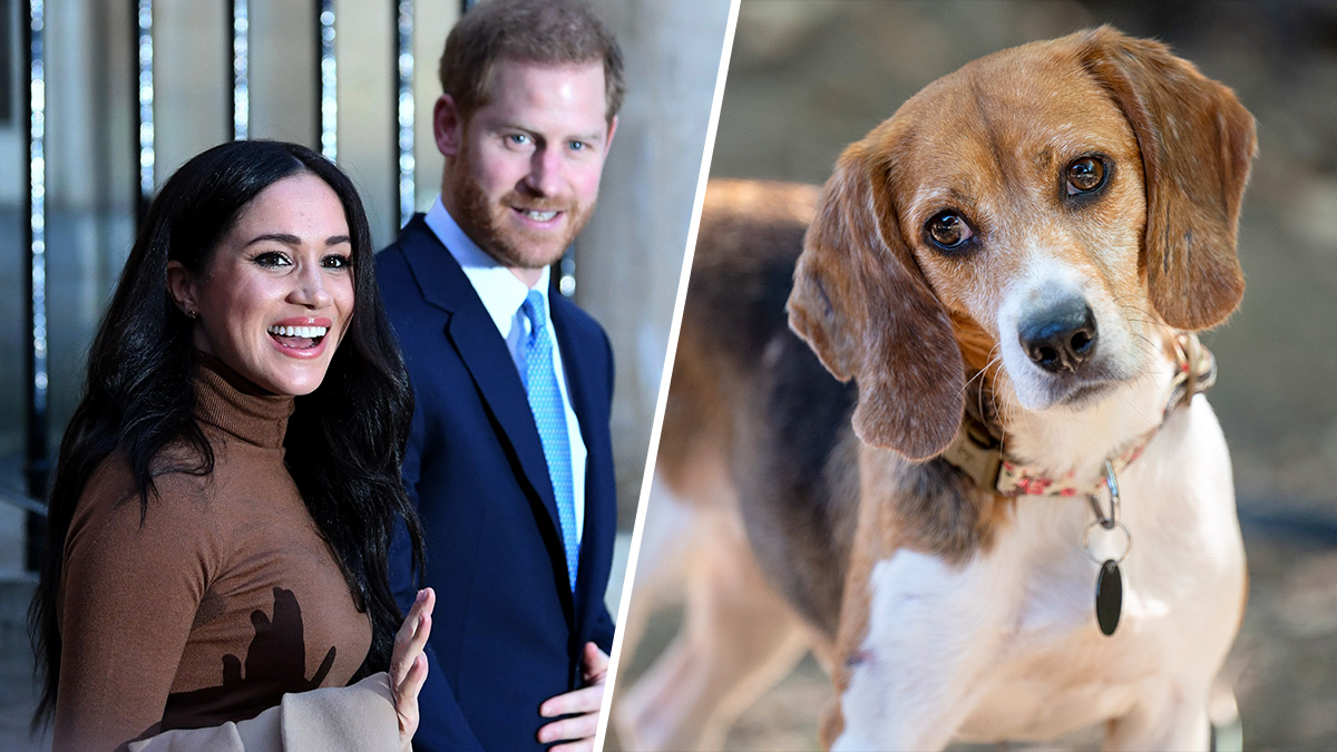 Meghan, Prince Harry Adopt Beagle Rescued From Envigo in Virginia – NBC ...