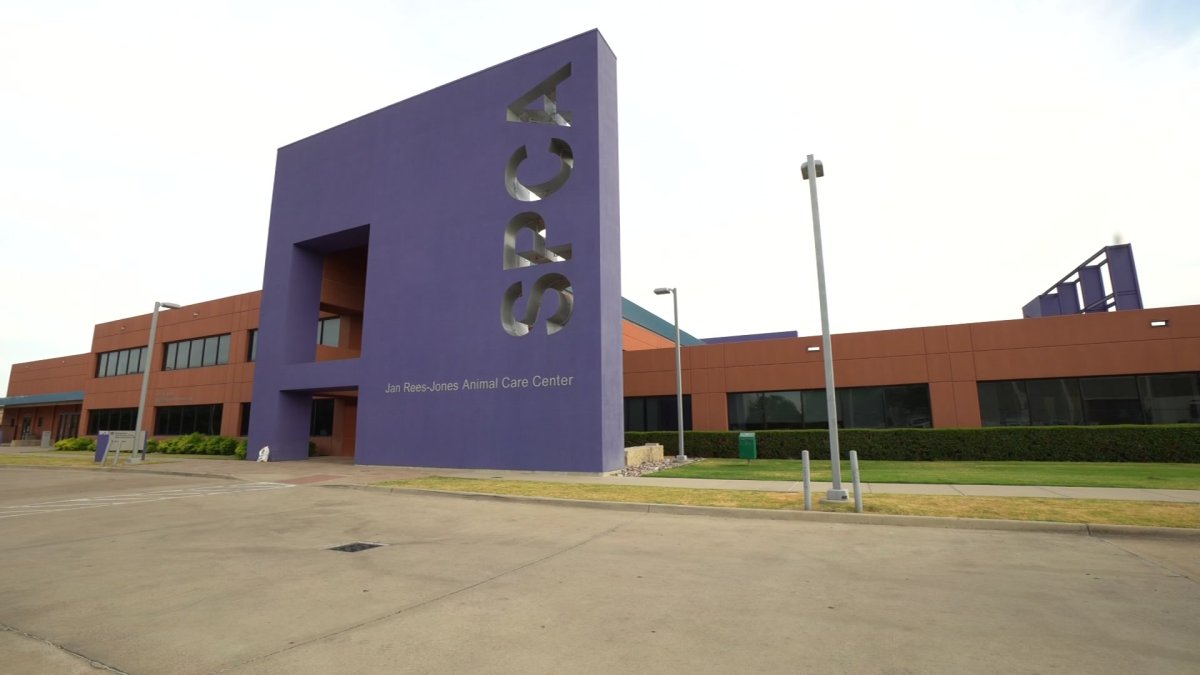 Why You Should Consider Adopting Older Pets – NBC 5 Dallas-Fort Worth