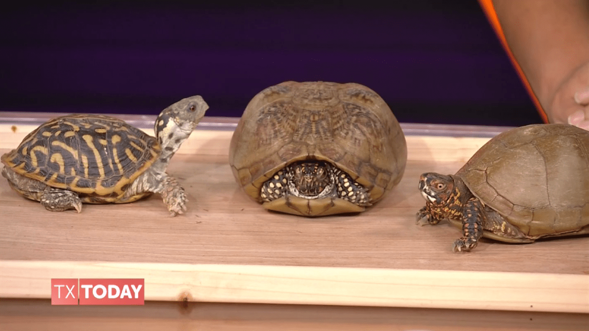 Learn About Texas Turtles – NBC 5 Dallas-Fort Worth