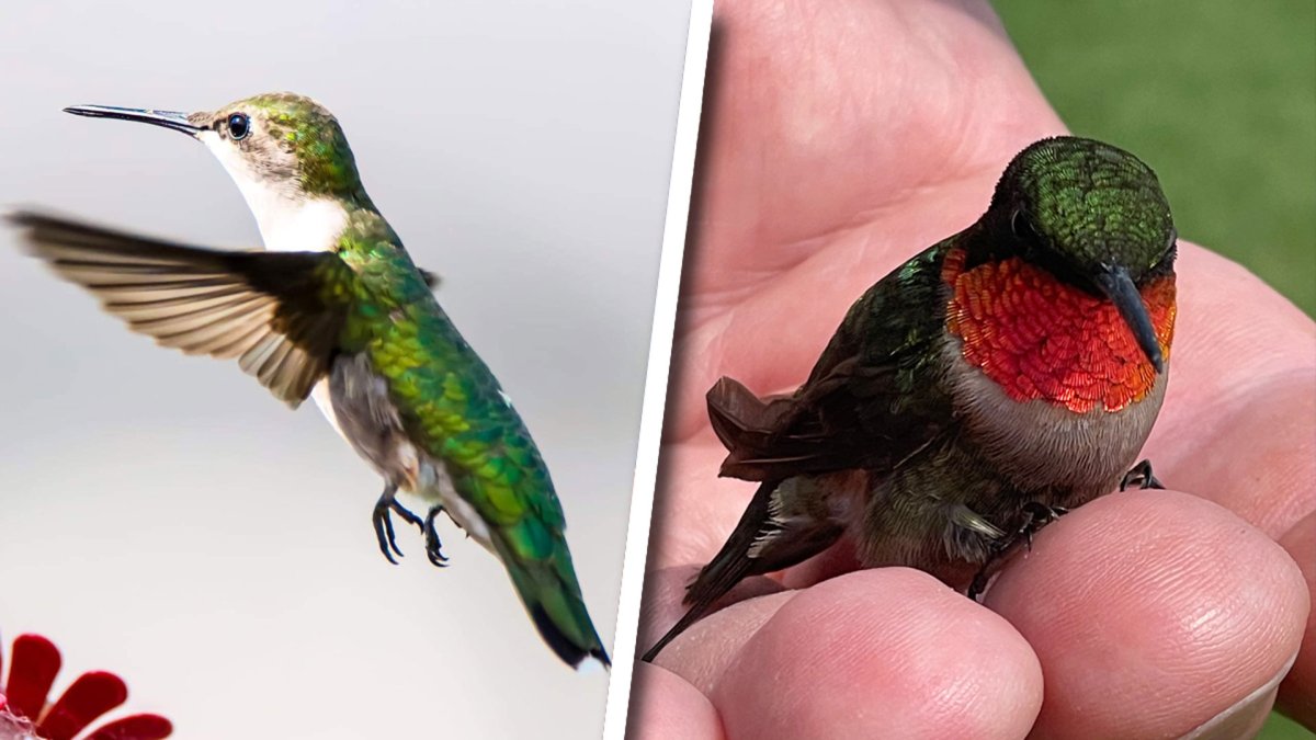 Hummingbird Photos: Ashley and Mark – NBC 5 Dallas-Fort Worth