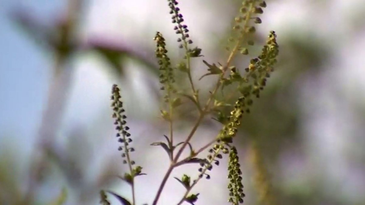 It’s Ragweed Season in Texas, But It Might Be Over Soon – NBC 5 Dallas ...
