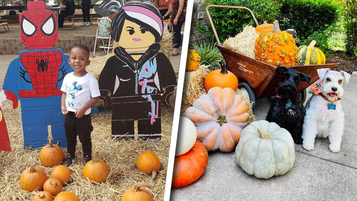 Fall Photos: Tyler, Oliver and Tucker – NBC 5 Dallas-Fort Worth