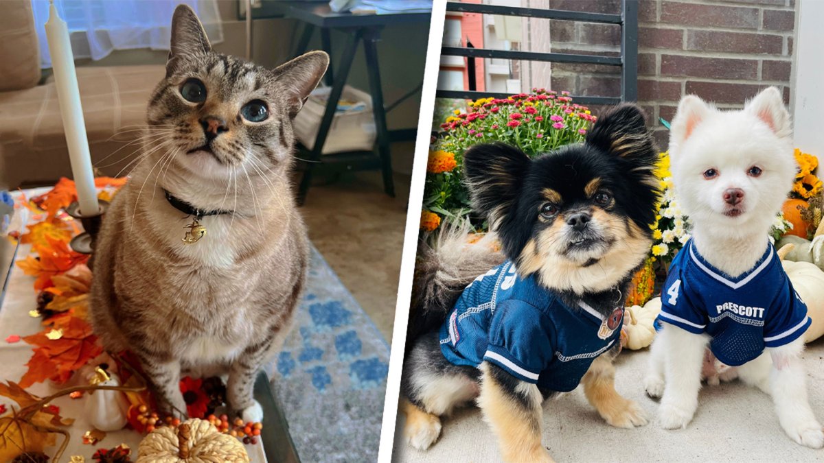 Fall Photos: Luna, Anderson and Ari – NBC 5 Dallas-Fort Worth