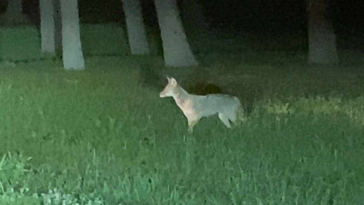 Dallas Plan Addresses Coyote Problem in the City – NBC 5 Dallas-Fort Worth