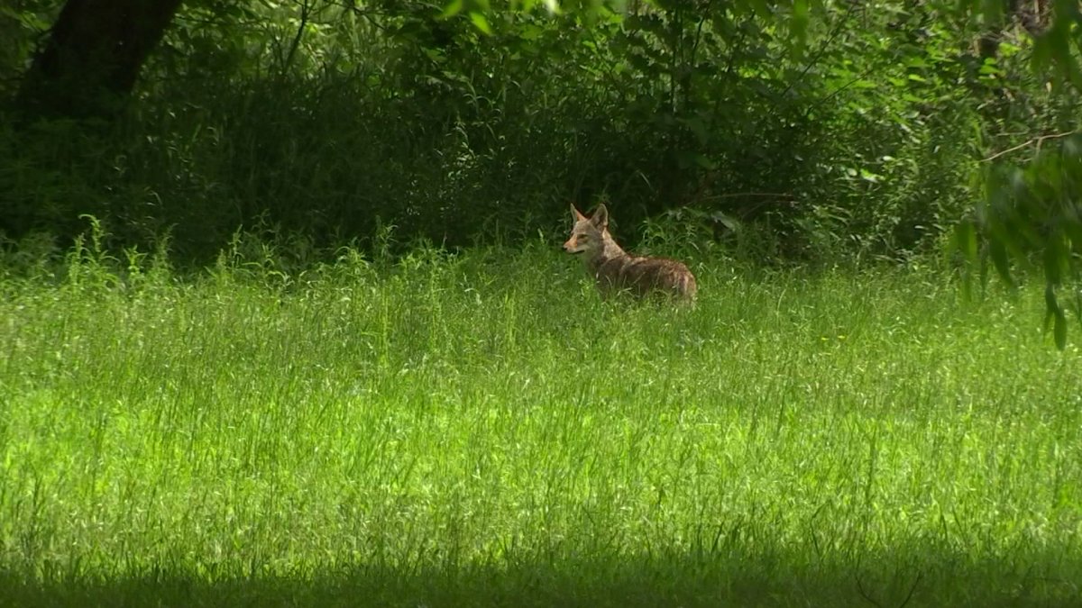 How to Keep Coyotes From Your Yard – NBC 5 Dallas-Fort Worth