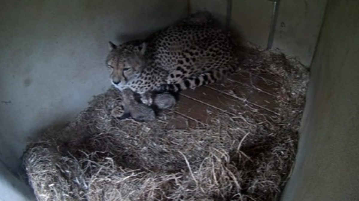 Two New Cheetah Cubs Born at Smithsonian Zoo – NBC 5 Dallas-Fort Worth