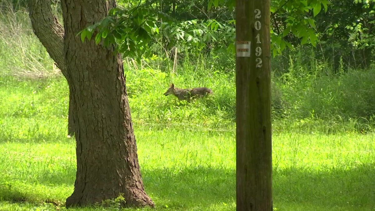 Dallas City Leaders Hear Plan for Managing Coyotes – NBC 5 Dallas-Fort ...
