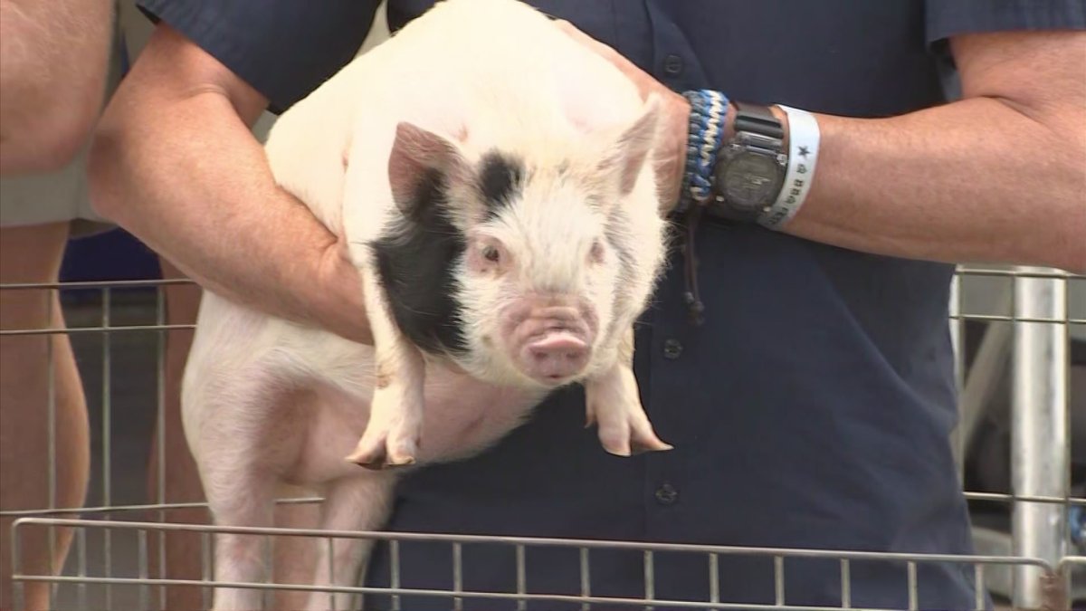 Three Little Pigs Pardoned as Arlington Prepares for BBQ Festival – NBC ...