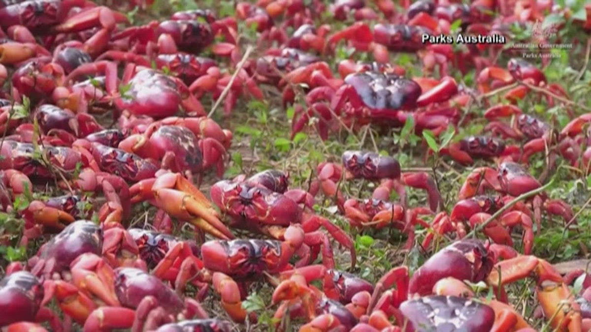 See Waves of Red Crabs Making Their Christmas Island Migration – NBC 5 ...