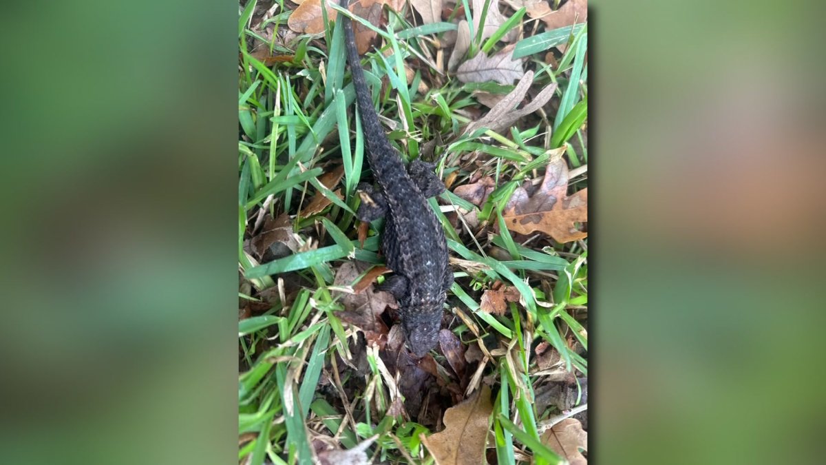 Texas Lizards Stunned by the Cold Morning – NBC 5 Dallas-Fort Worth
