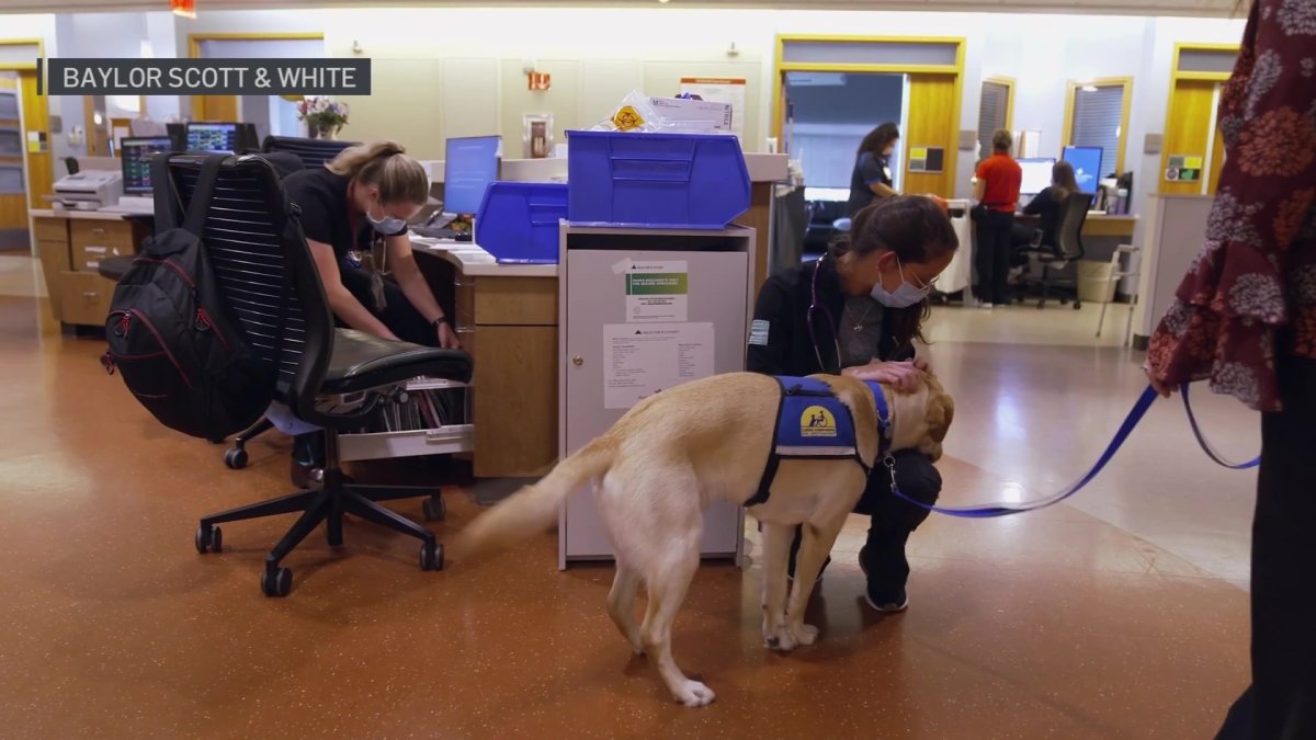 North Texas Hospital’s Companion Dogs Provide Love and Healing – NBC 5 ...