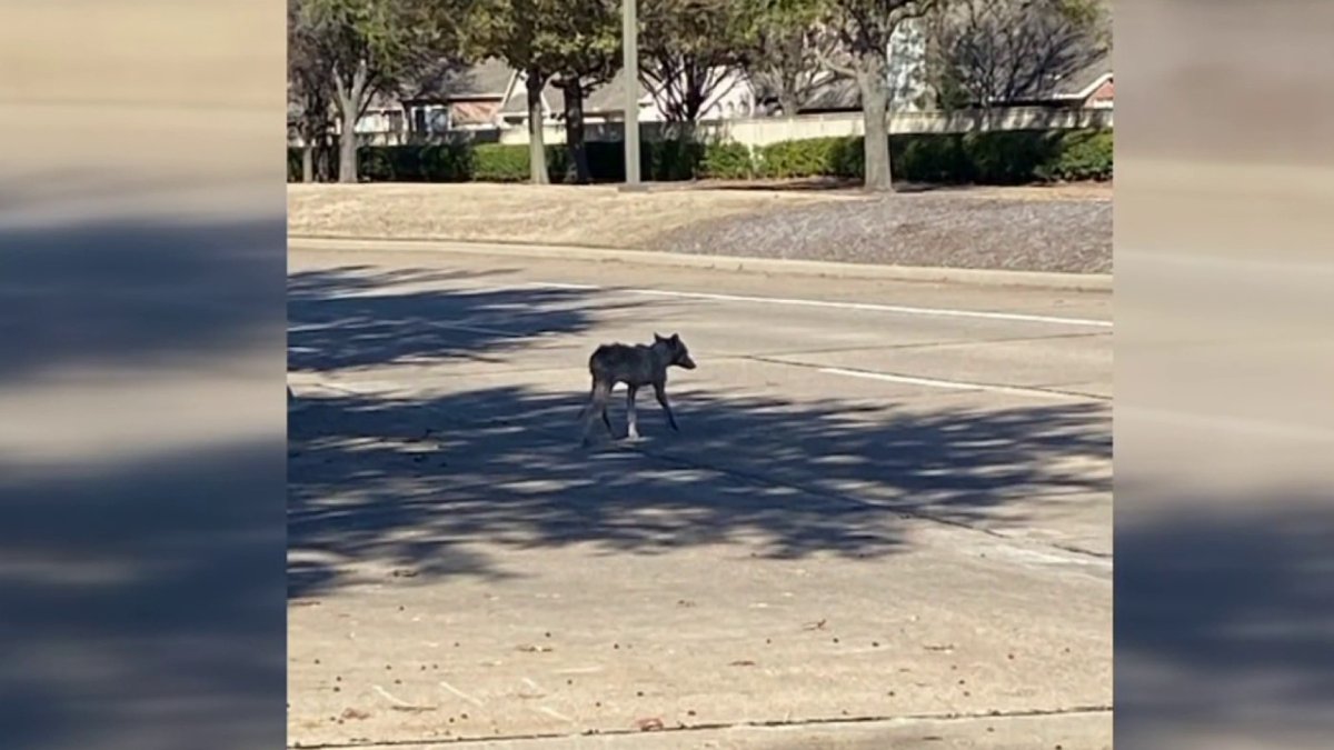 Dallas Neighborhood on Edge After Coyote Sighting – NBC 5 Dallas-Fort Worth