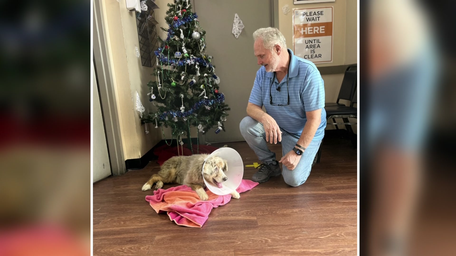 NBC Dallas Photographer Reunites With Runaway Dog – NBC 5 Dallas-Fort Worth