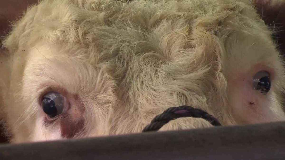 Families Unable to Join Stock Show Due to Error – NBC 5 Dallas-Fort Worth Families Unable to Join Stock Show Due to Error – NBC 5 Dallas-Fort Worth