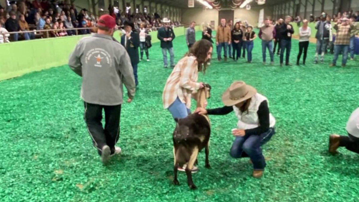 NBC 5’s Deborah Ferguson and Kait Griffin in Fort Worth Stock Show Goat ...