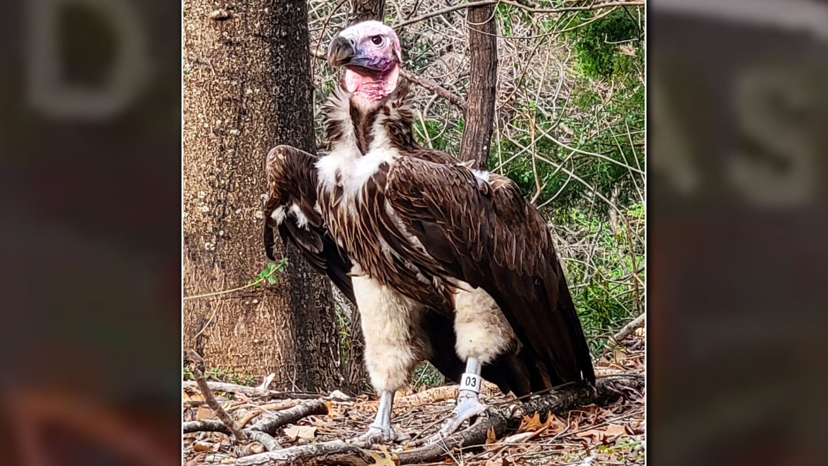 Dallas Police Respond to Suspicious Death of Dallas Zoo Vulture – NBC 5 ...