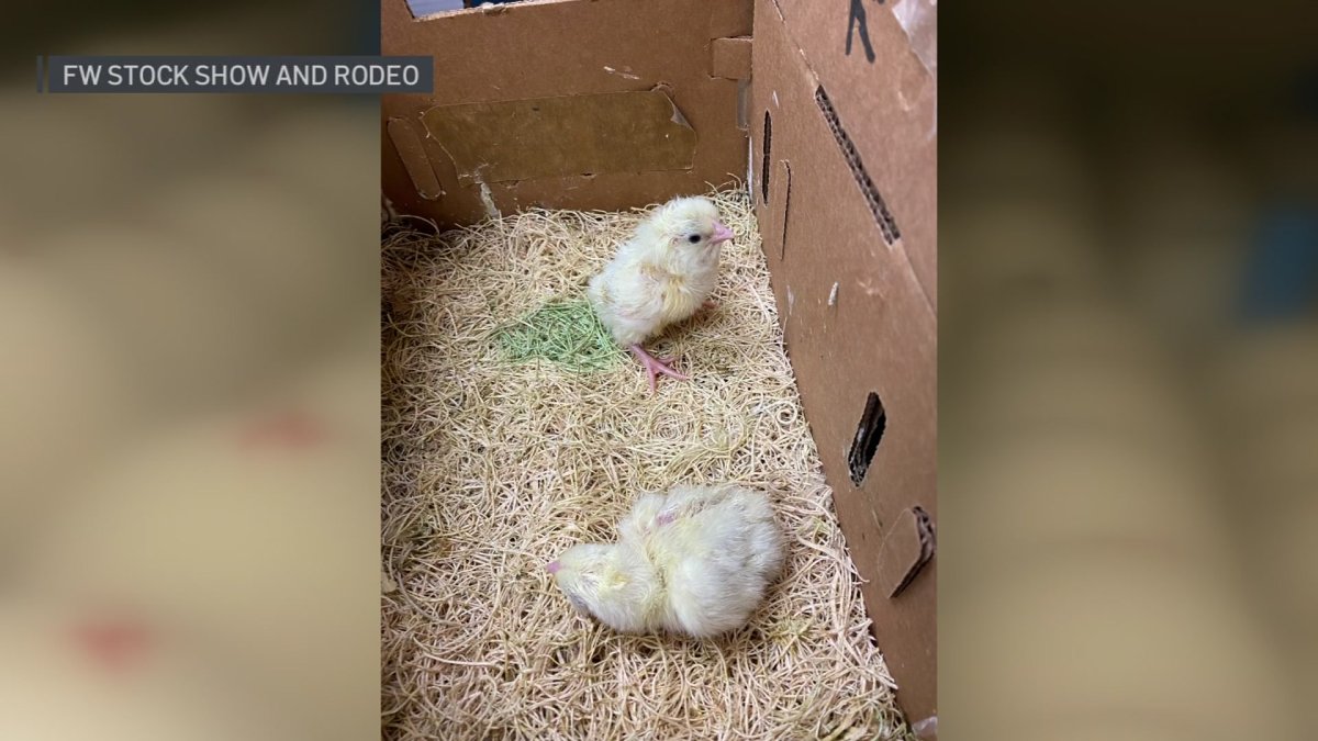 First Chicks of 2023 Hatch for Children’s Barnyard at FWSSR – NBC 5 ...