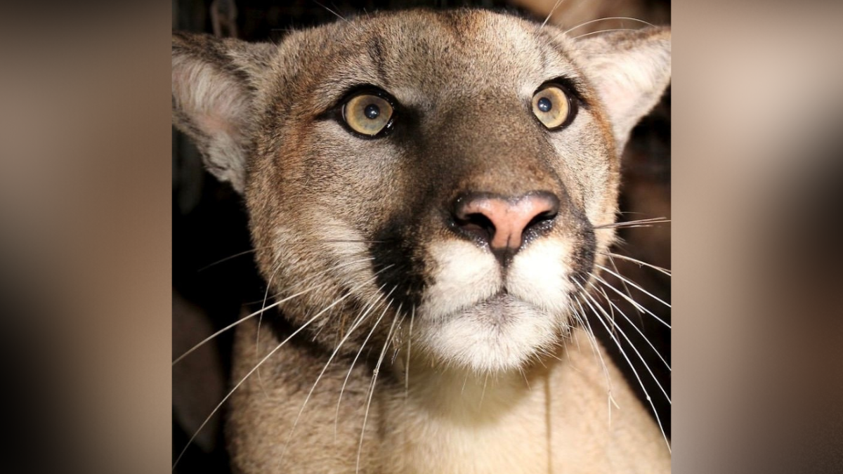 Mountain lion ‘screaming aggressively’ spotted in North Texas – NBC 5 ...