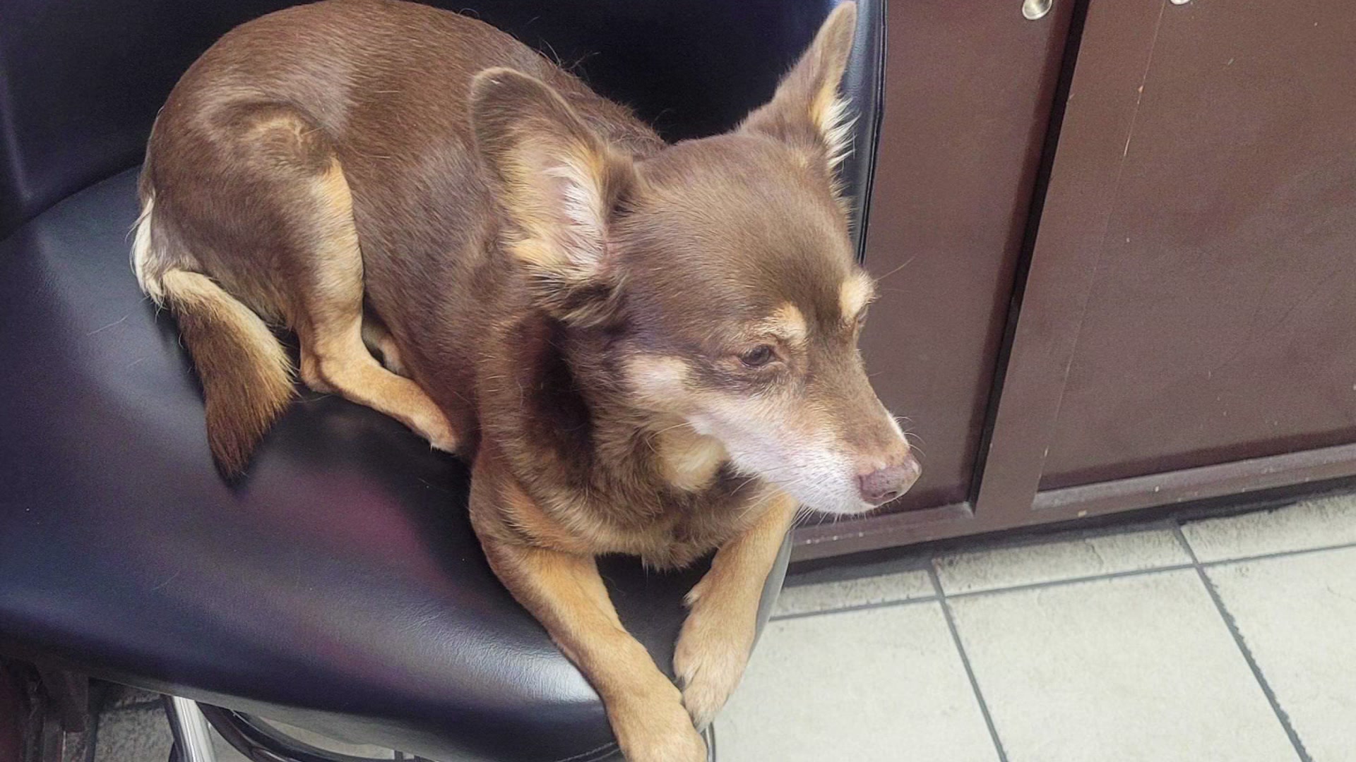 Man Kills Texas Store Clerk’s Dog During Robbery – NBC 5 Dallas-Fort Worth