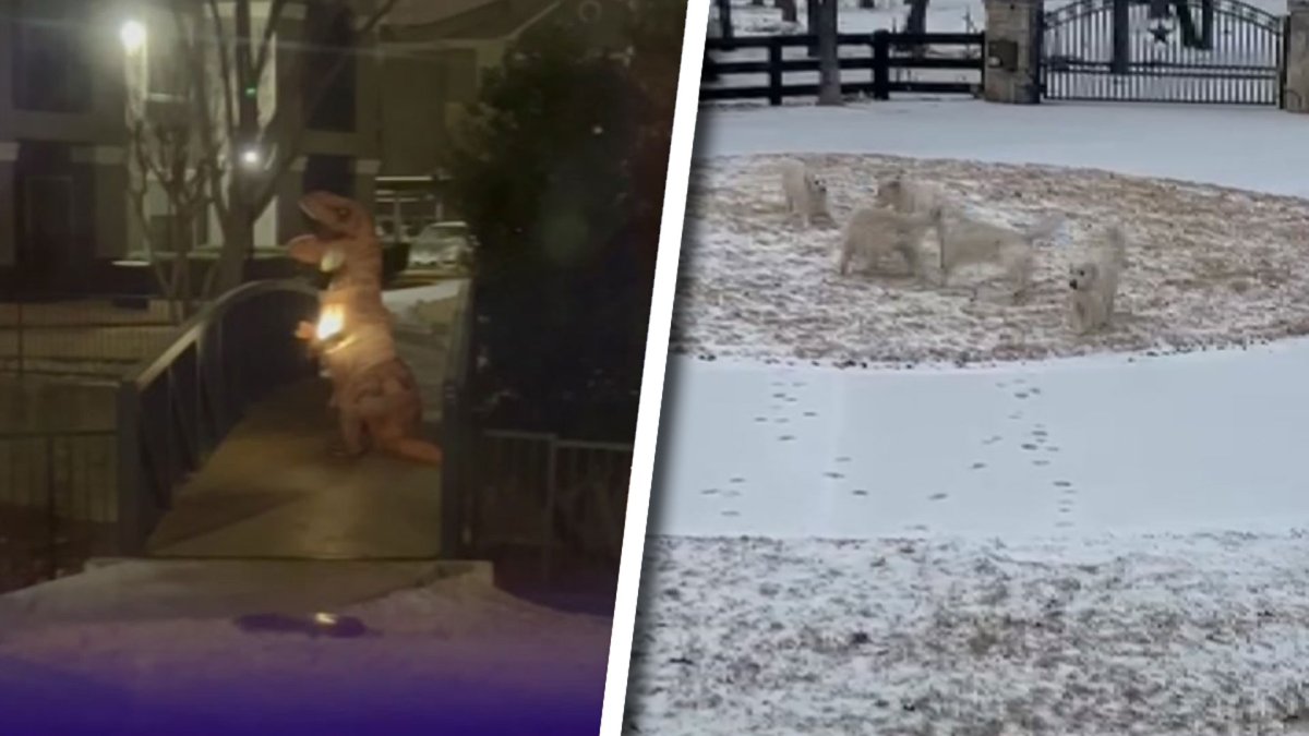 T. Rex and Golden Retrievers Play in Sleet – NBC 5 Dallas-Fort Worth