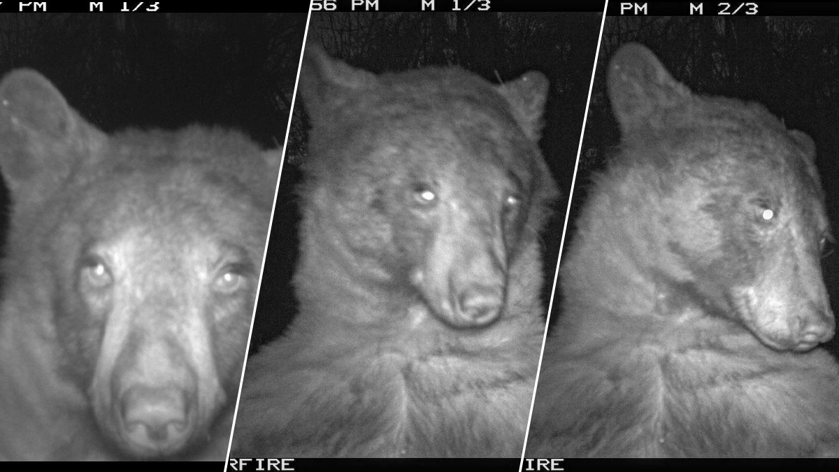 Colorado Bear Discovers Wildlife Camera, Takes Hundreds of Selfies ...