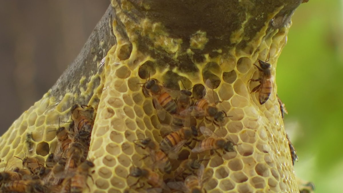 Volunteers Working in Nature to Reach Goal of Welcoming Back ...