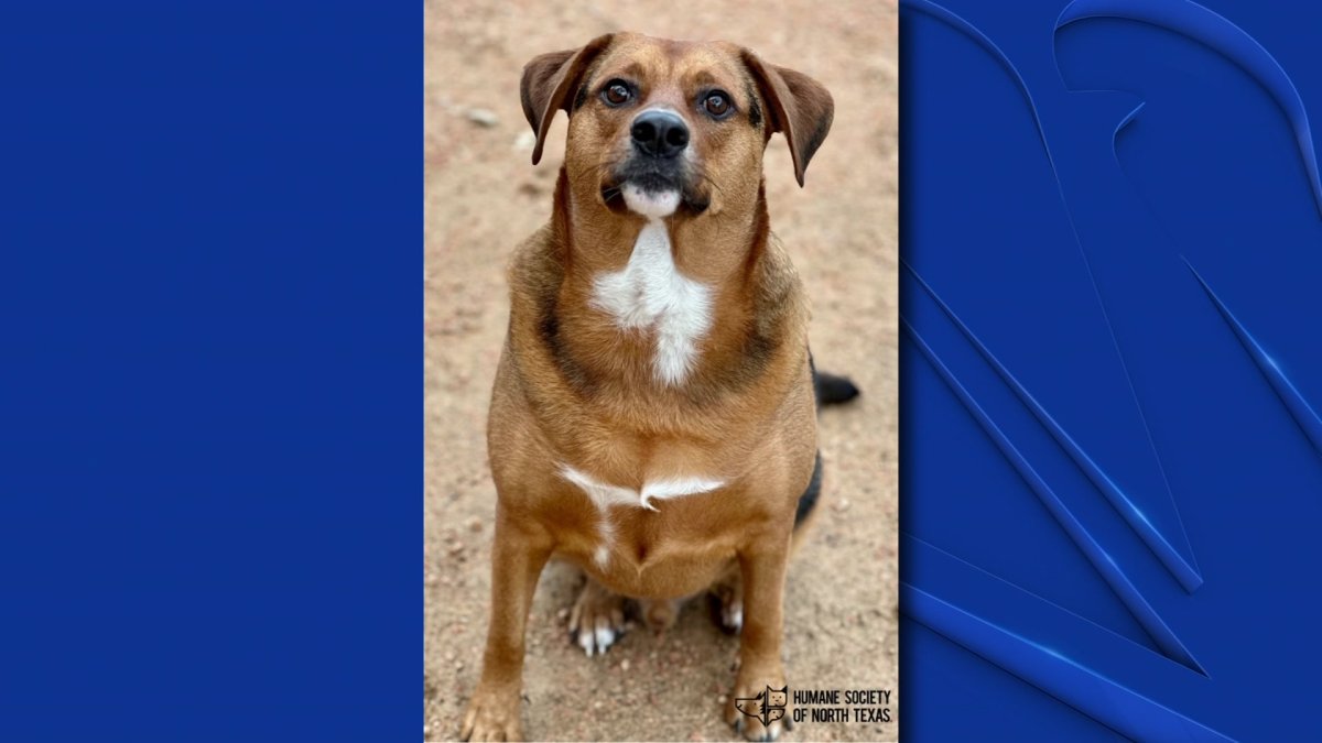 Pet of the Week: Koda – NBC 5 Dallas-Fort Worth