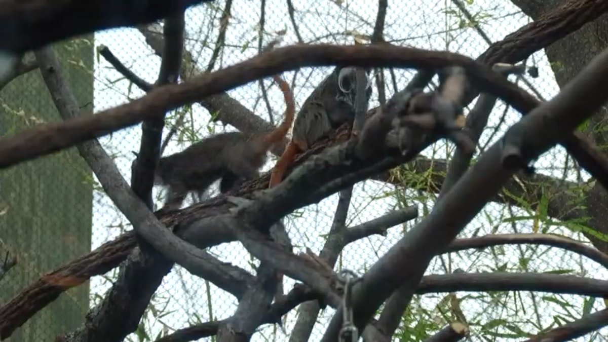 Dallas Zoo Increasing Security Following Monkey Theft – NBC 5 Dallas ...
