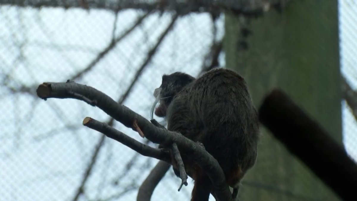 Monkeys Back at Dallas Zoo Habitat – NBC 5 Dallas-Fort Worth