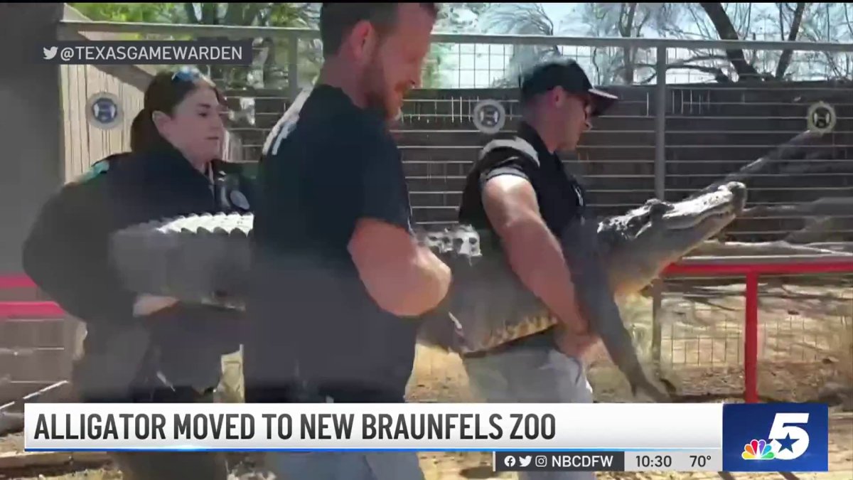 Alligator Found in Texas Home Moves to New Braunfels Zoo – NBC 5 Dallas ...