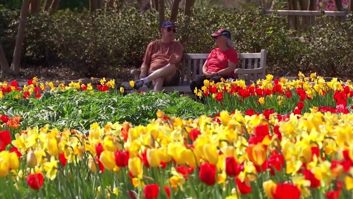 Spring at the Dallas Arboretum: The Connection – NBC 5 Dallas-Fort Worth