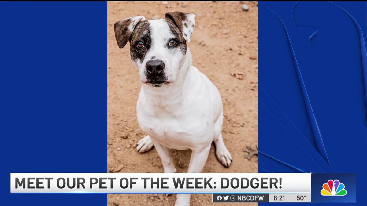 Pet of the Week: Dodger – NBC 5 Dallas-Fort Worth