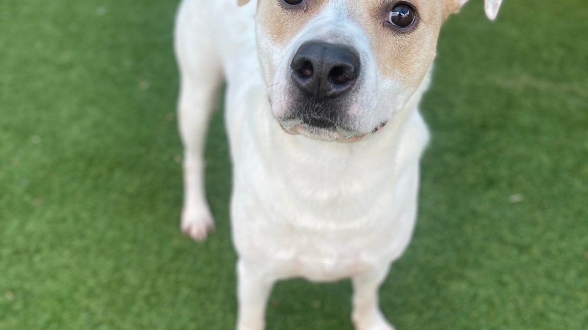 Free Pet Adoptions; Includes Vaccinations, Vet Exam, and More – NBC 5 ...
