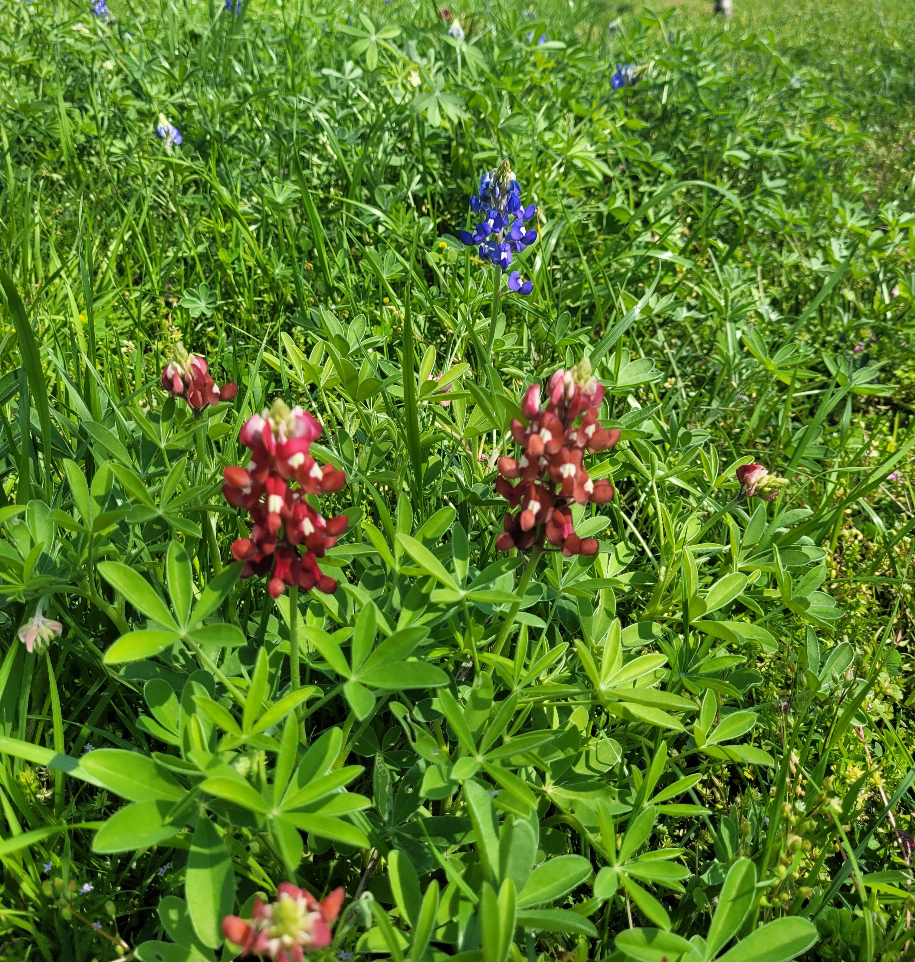 Bluebonnets in Bloom 2023 – NBC 5 Dallas-Fort Worth