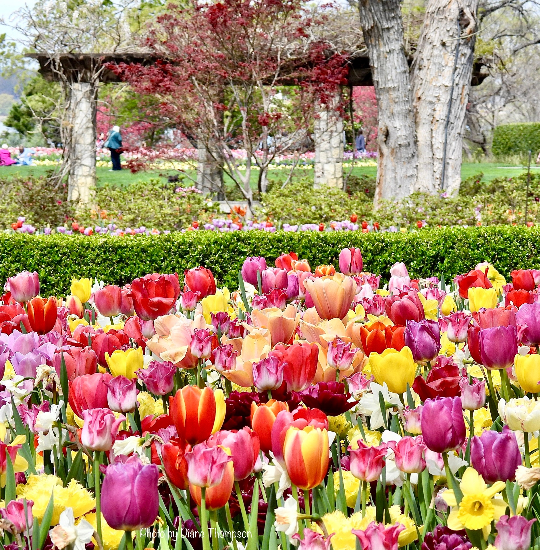 Your Spring Photos 2023 – NBC 5 Dallas-Fort Worth