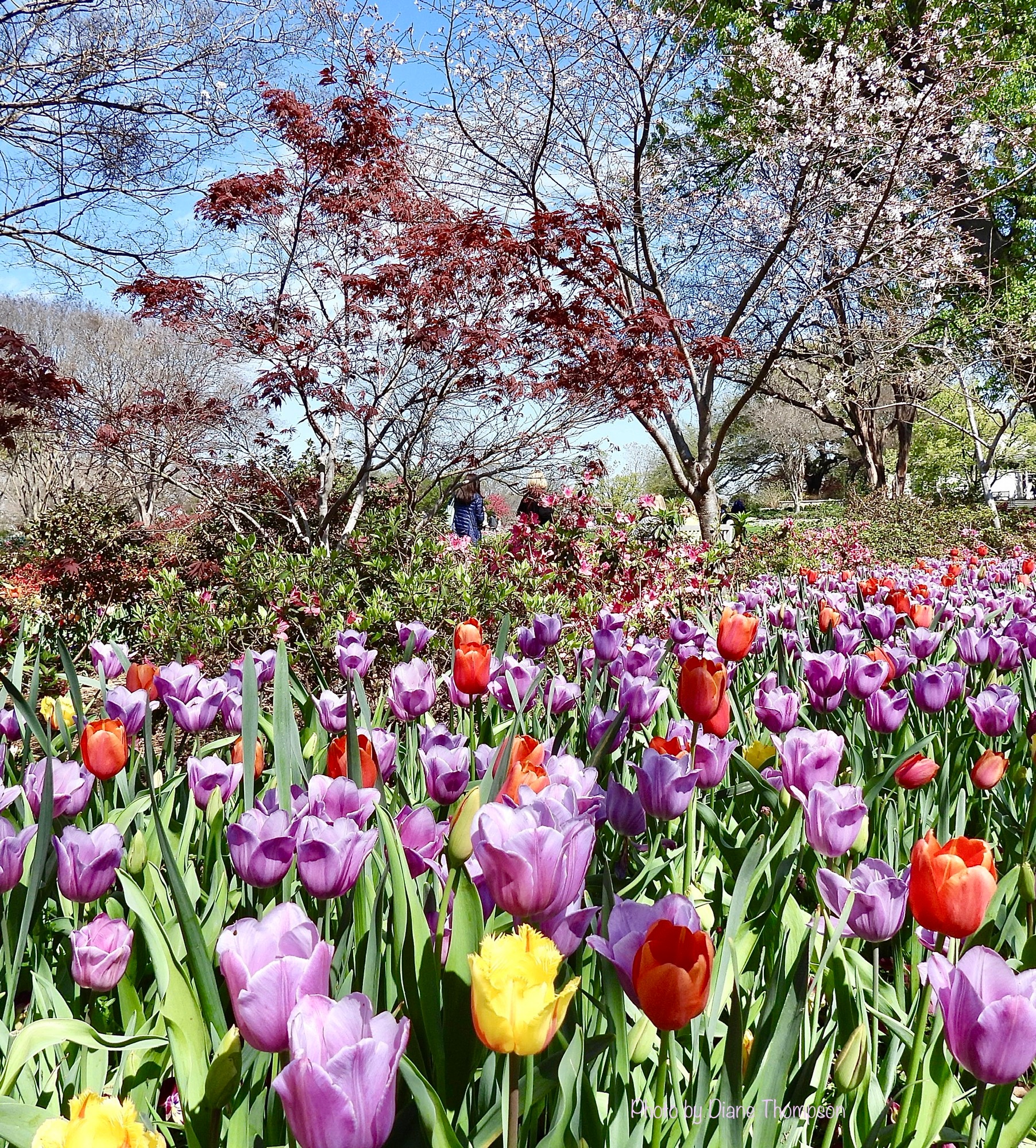 Your Spring Photos 2023 – NBC 5 Dallas-Fort Worth
